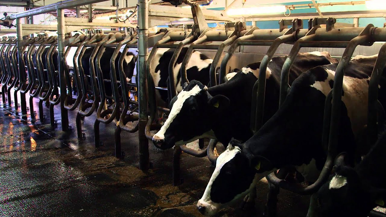 Discover the Journey of Milk - YouTube