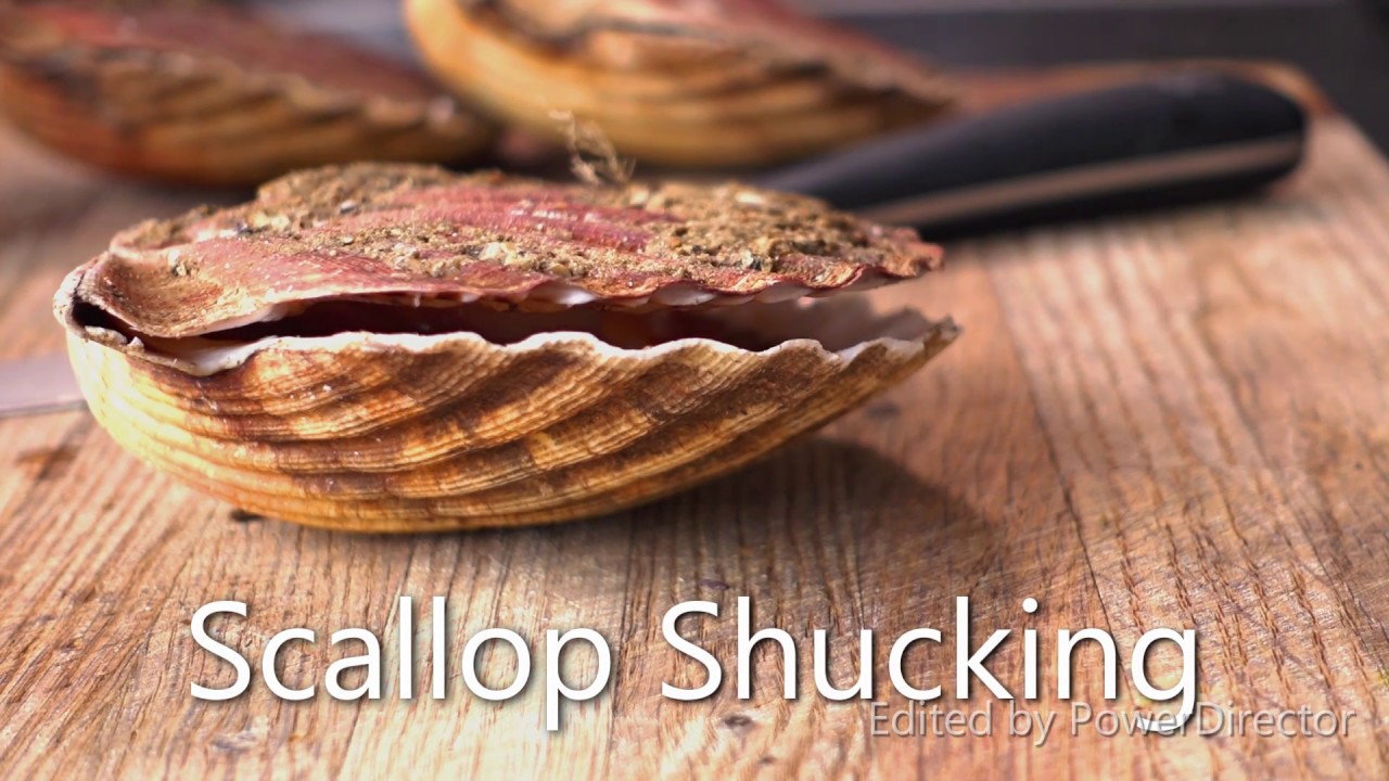Scallops 101 - How to prepare a scallop. - YouTube