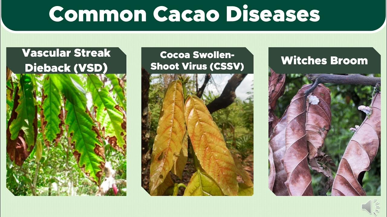 LIKHA-PRIVATE A Leaf Based Cacao Diseases Classification Using Image Processing - YouTube