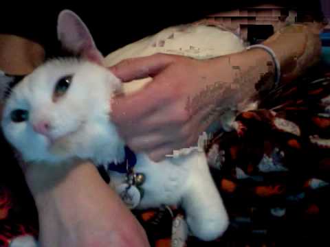 weird cat meow - YouTube