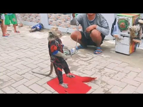 Aksi topeng monyet menggemaskan@ronggeng monyet@monkeyy - YouTube