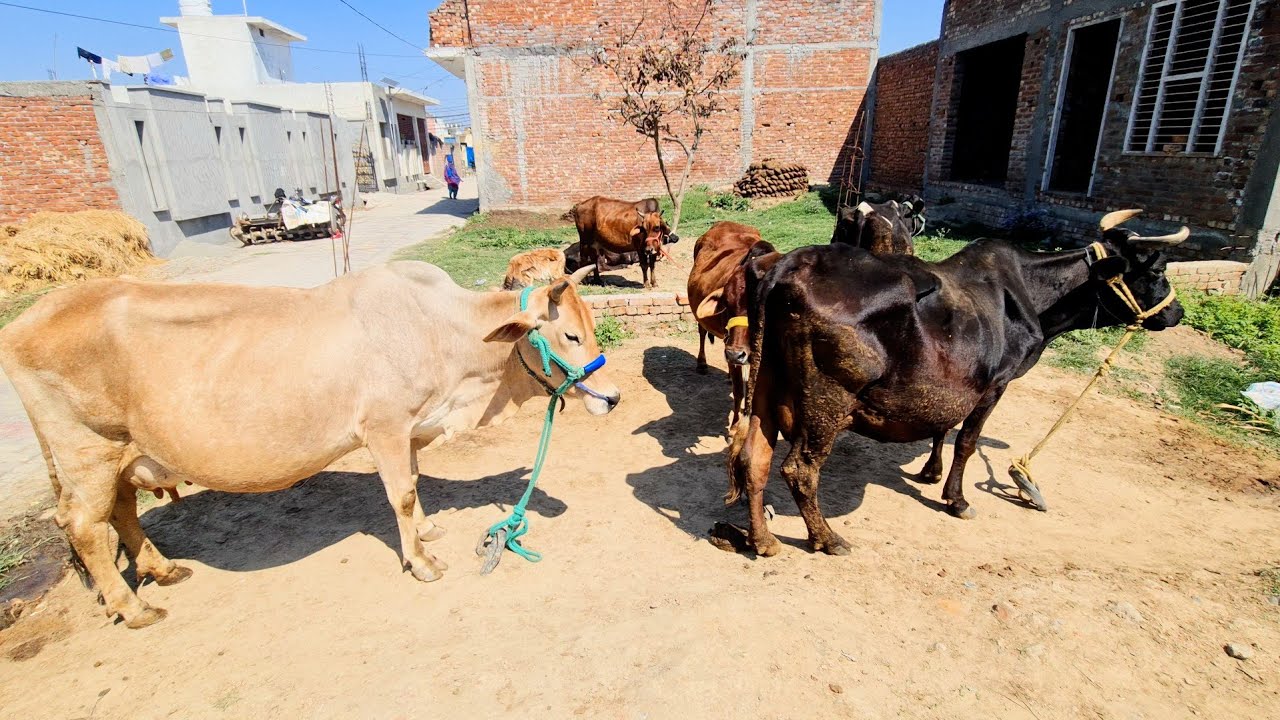 Hume Or Jyada Cow Lani Chahiye 😍 Sabhi Cow Bahutt Piare Lagri Hai 🥰 ...