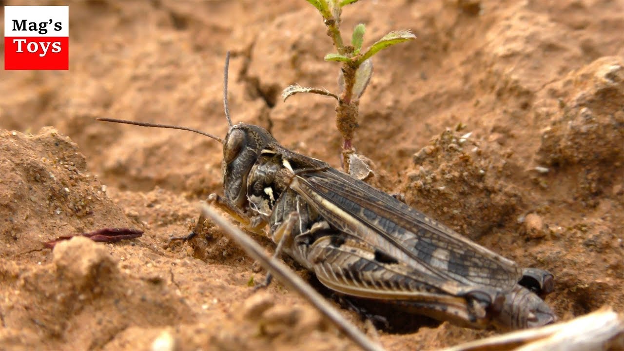Life of Insects (4k video) - YouTube