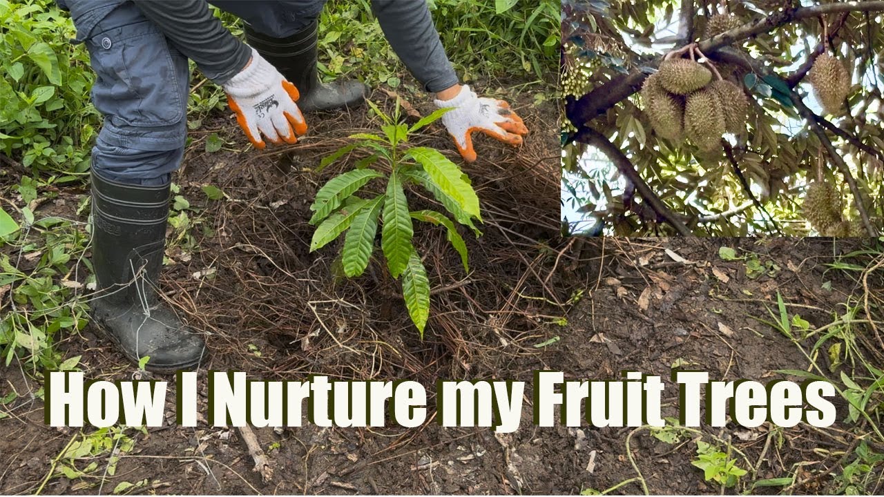 How I Nurture My Fruit Trees - YouTube