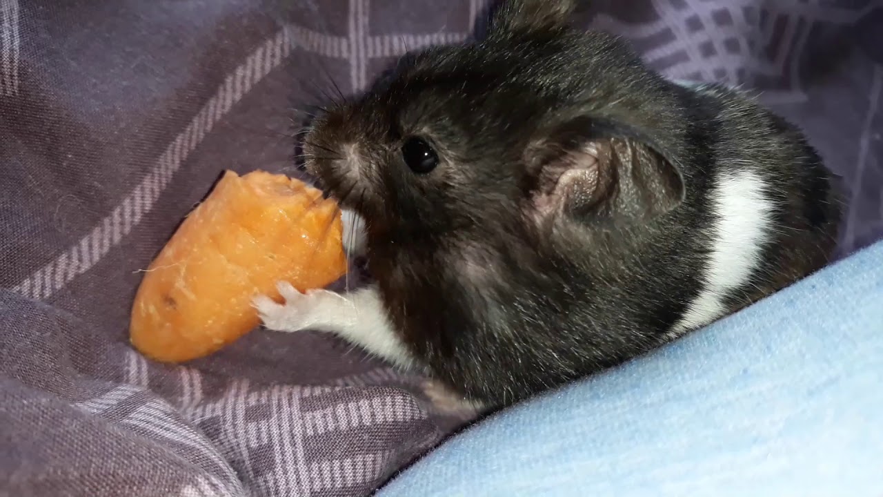 Cute Hamsters Being Cute - YouTube