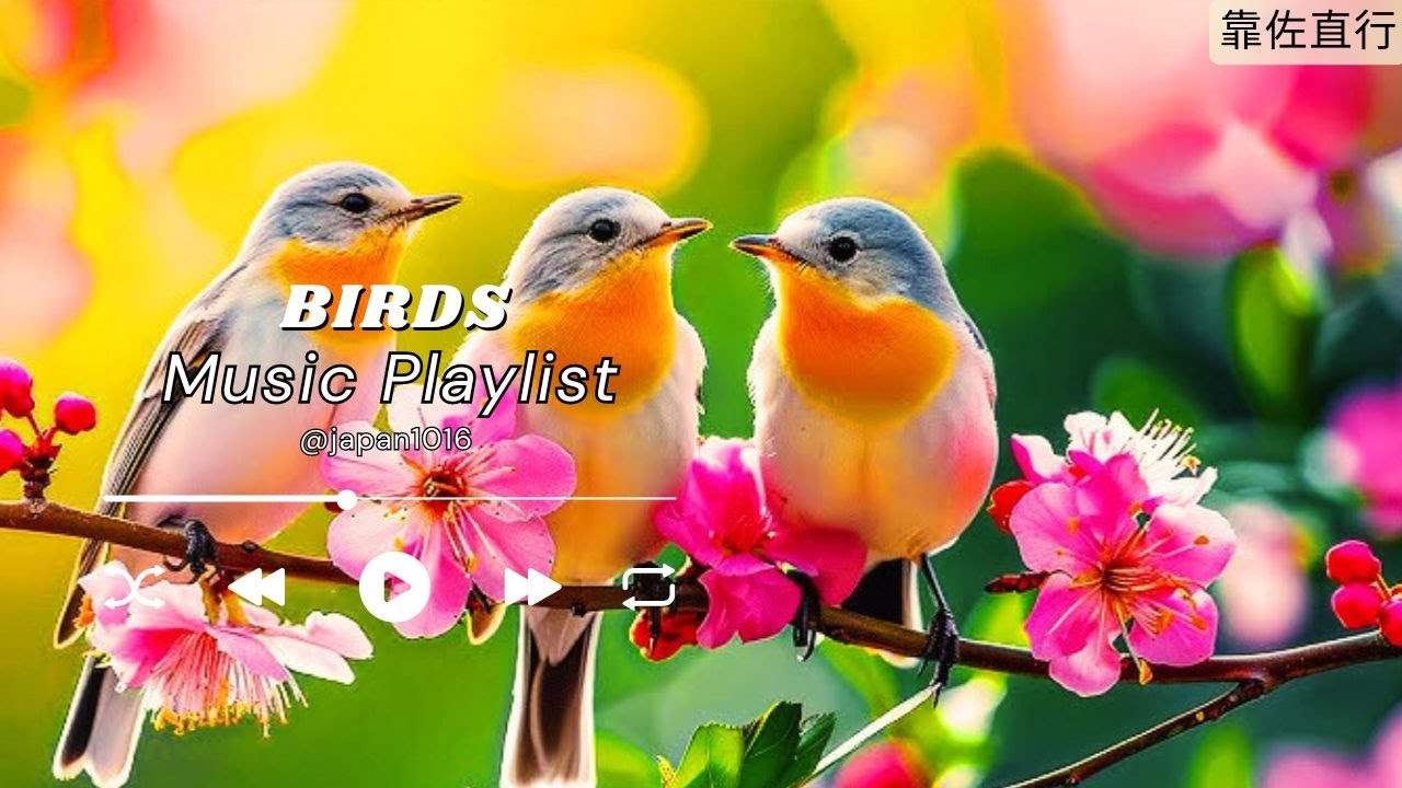 Bird Chirping Sound - 3 Hours of Beautiful Birds Relaxing Piano Music ...