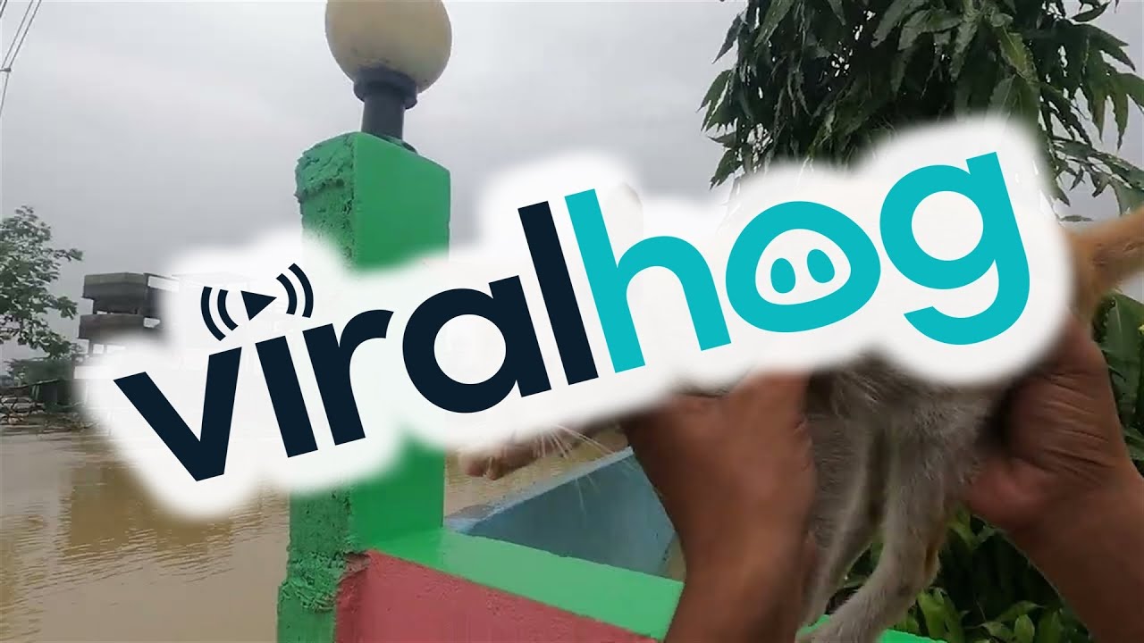 Helping a Cat During a Flood Stuck on a Fence || ViralHog - YouTube