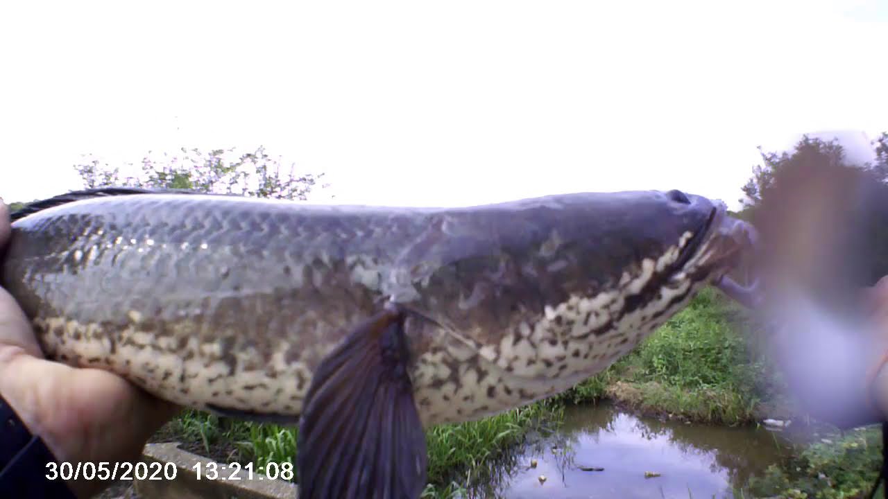 FISHING MONSTER SNAKEHEAD...HARUAN MEGA...#WILDCATCH...#EPISODE2 - YouTube