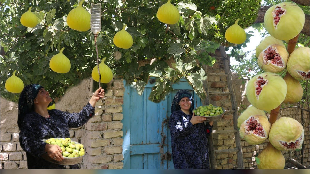 Picking fig fruit farm : magical gifts figs and dry fig fruit farm of ...