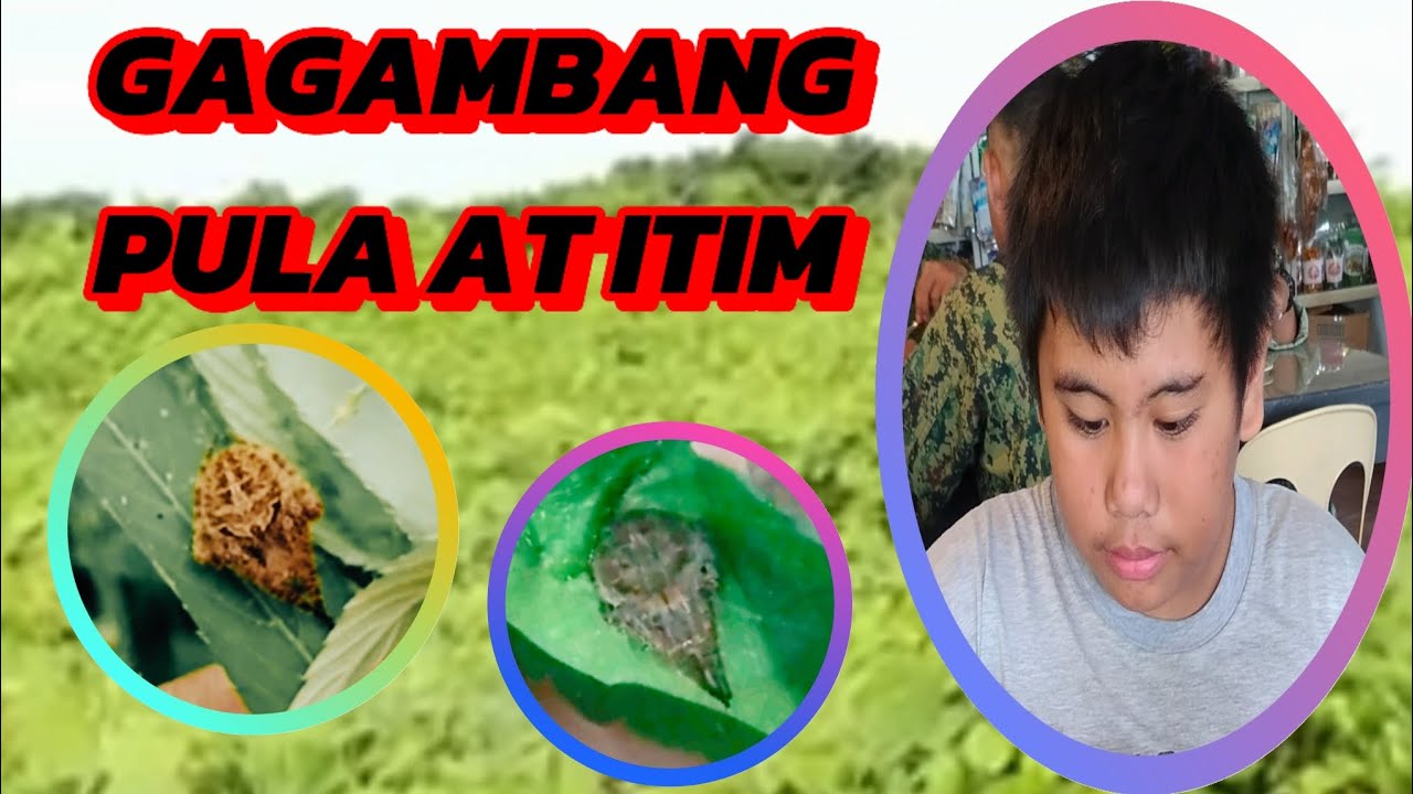HALOS SUMAYAD NA SA LUPA ANG MGA MAMAW NA BAHAY NG GAGAMBA. #gagamba # ...