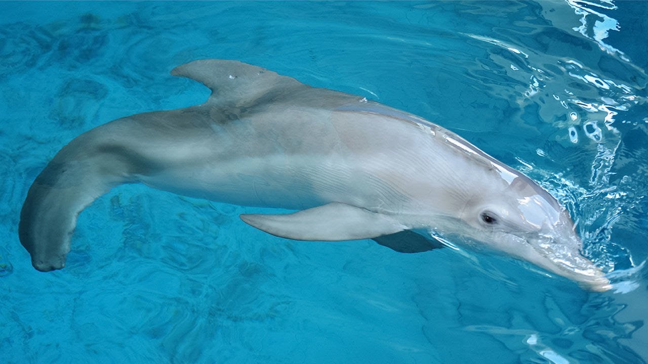 Blog #44: The Story of Winter the Dolphin with a Prosthetic Tail - YouTube