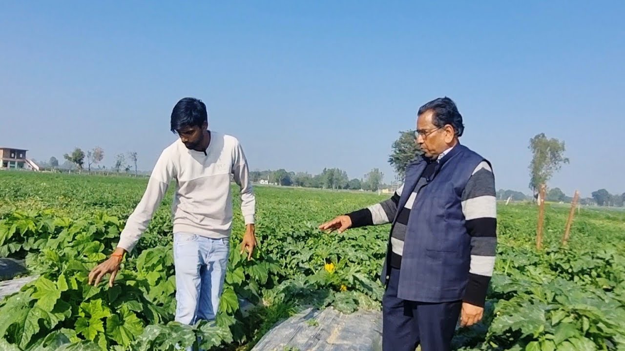 छप्पन कद्दू (जुगनी) उगाएं | जाड़े में भी कद्दू खाएं | भरपूर लाभ कमाएं ...