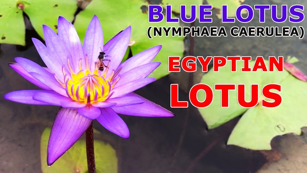 Blue Lotus (Nelumbo nucifera) Blue Lily (Nymphaea caerulea) Egyptian ...