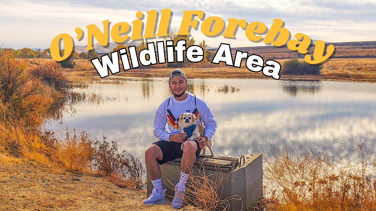 Exploring the Hidden Beauty of O'Neill Forebay Wildlife Area in Autumn ...