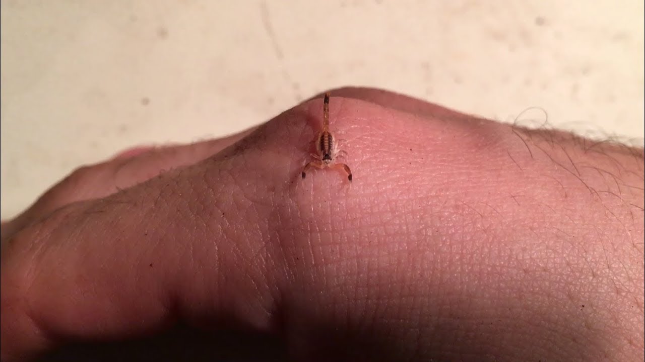 My Pet Scorplings are independent now. - YouTube