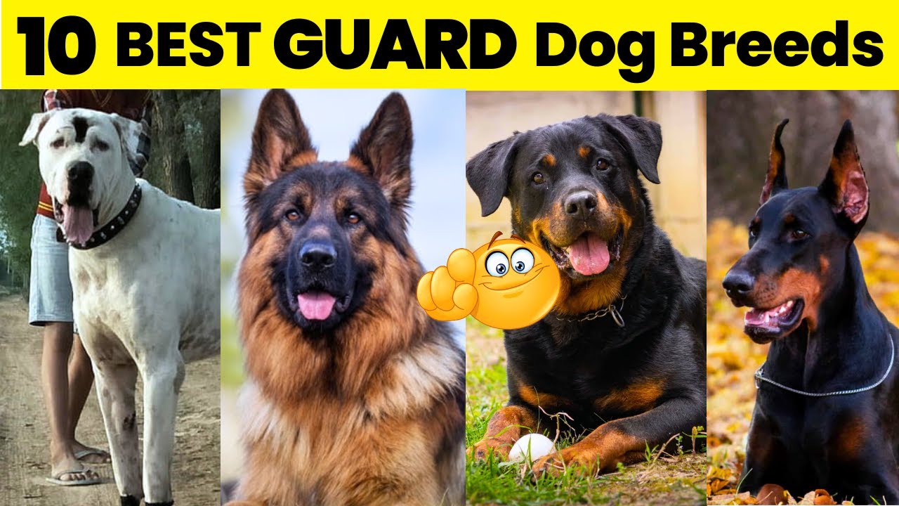 Top 10 Best Guard Breeds In The World | Best For Family and Security ...