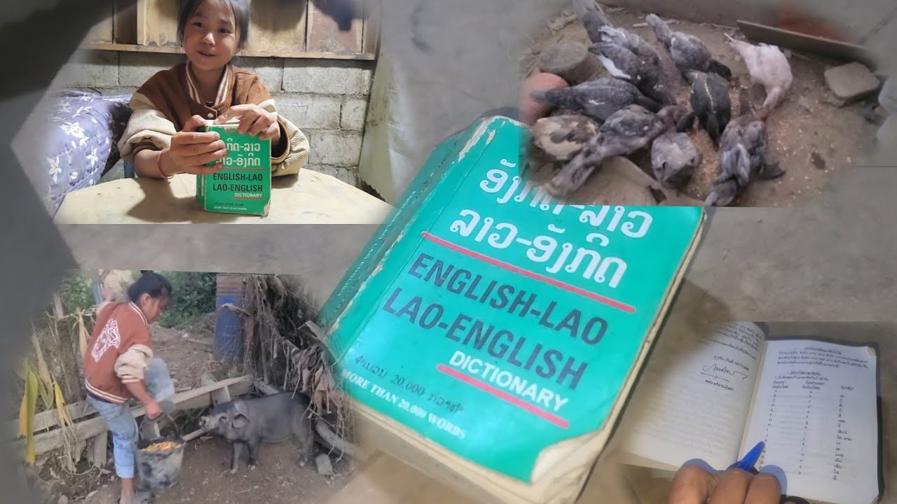 November 24, 2023 paj nra txoj hauj lwm pub qaib pub npua thiab ua hmo ...