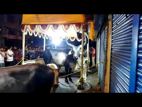 Bahubali ox near tanti bagan_2019 - YouTube