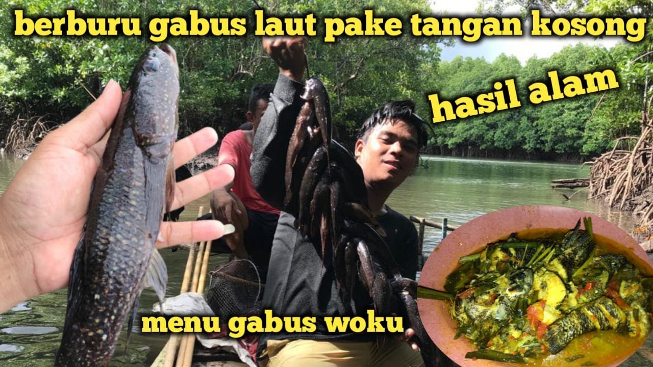 Berburu gabus laut hanya pake tangan kosong ‼️ Hasilnya tak terduga😱 ...
