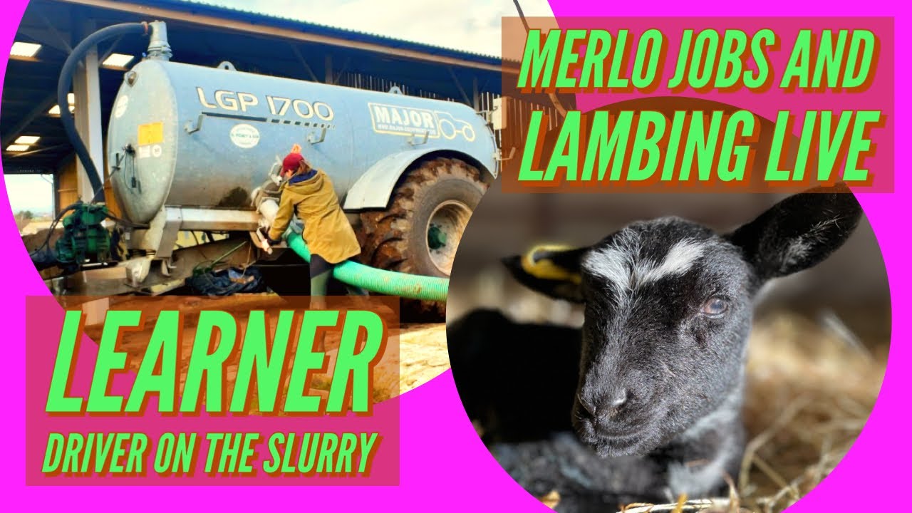 Slurry is a go go, Mini merlo to the rescue. Lambing disaster ...