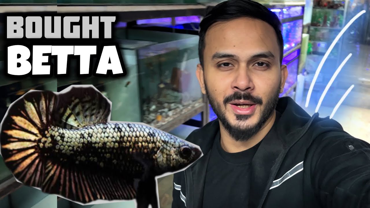 Bought BETTA FISH On My Subscriber’s Request | Fighter Fish Grooming Project Begins - Imran's ...