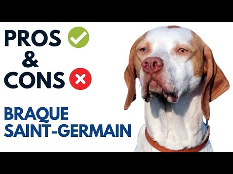 Braque Saint-Germain Pros and Cons | Braque Saint-Germain Advantages and Disadvantages