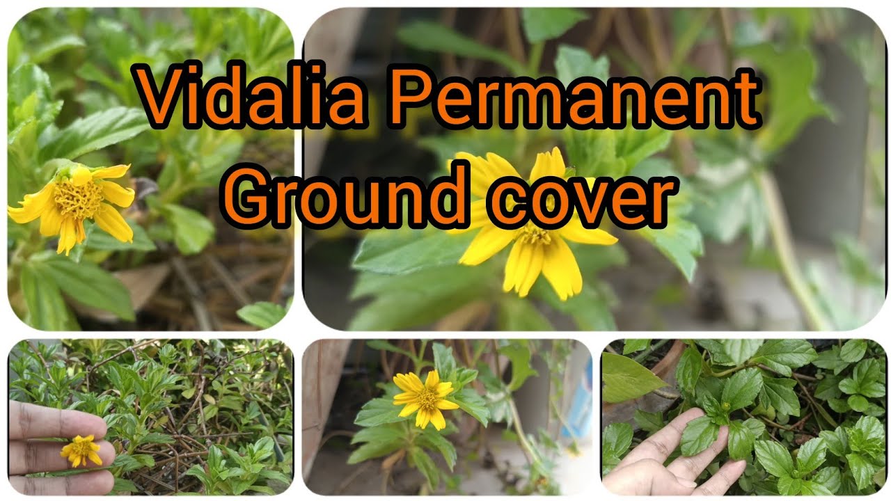 vidalia permanent ground cover vine | hanging basket plant // Grow ...