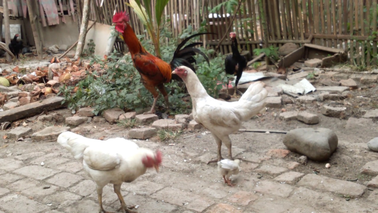 Ayam Makan - YouTube