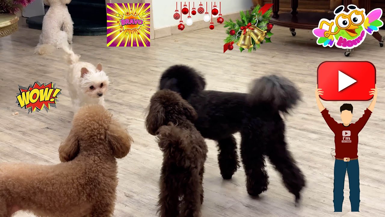 Today the dog Mickey decided to act in a movie a little, the success ...