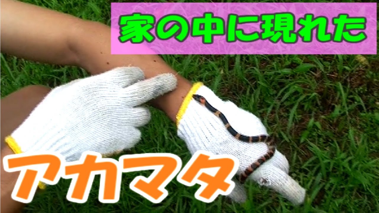 【家の中にアカマタが侵入！】人に役立つ蛇～Akamata invades the house! A snake that is useful ...