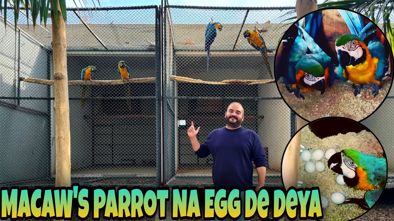 Macaw Parrot na Egg De Deya 🦜 - Macaw laying Eggs 🥚 - Blue & Macaw ...
