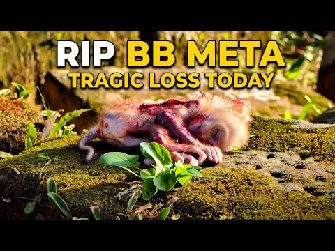 RIP Meta .Meytrey Monkeys grieve over her Meta today | Full stories till he was gone at the evening 