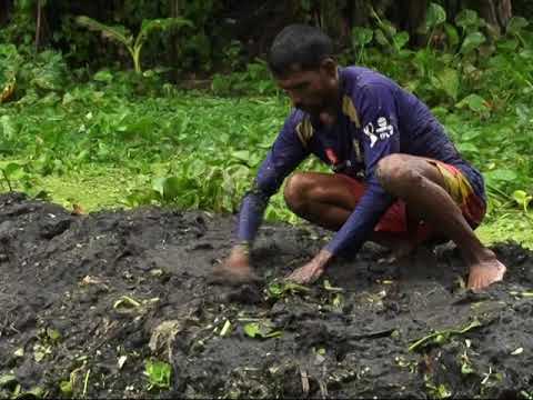 Floating seedbed for Aman rice - YouTube