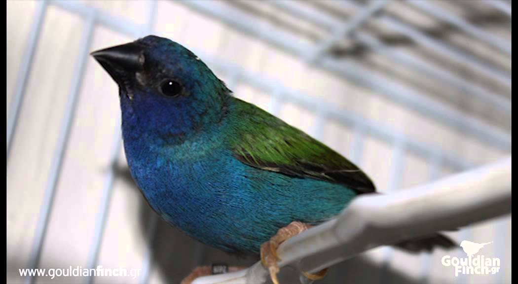 Forbes or Tricoloured Parrotfinch (Erythrura Tricolor) song - YouTube