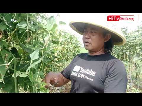 Produktif! Kacang Panjang Zalva Bang Acoy Masuk Panen ke-33