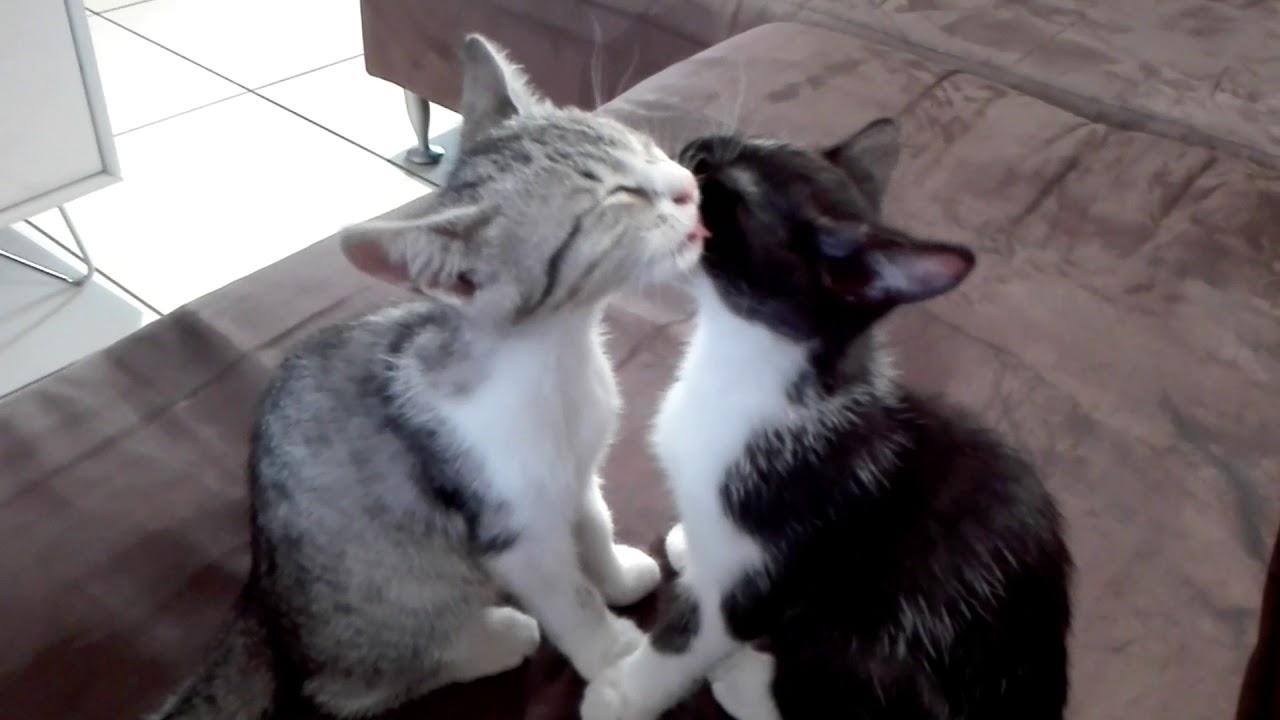 Bisous et câlins de chats - YouTube