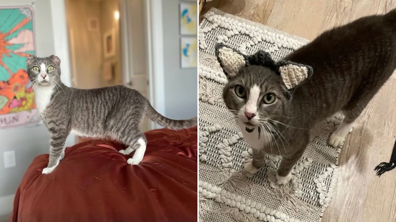 Shelter Cat Missing Ears Gets A Very Special Present From Her Caretaker ...