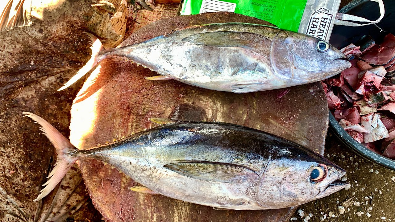 10 Kg Yellow Fin Tuna Fish Cuts🔪31.5$ \2500₹🔪 - YouTube