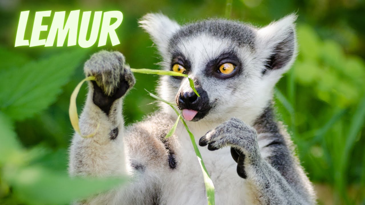 The Enigmatic Lemurs: Discover the Secrets of Madagascar's Mysterious ...