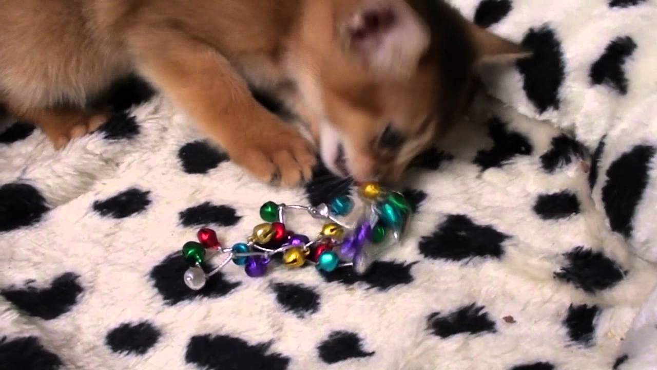 Sweet Kitten having Fun - YouTube