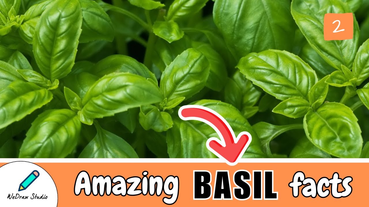Amazing Basil Facts 🌱 - Herbs | Benefits, Info, Uses & More! - YouTube