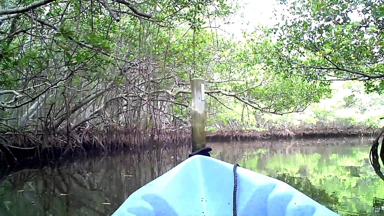 Kayaking The Mangrove Tunnels In Sarasota, FL @ Lido Key - YouTube