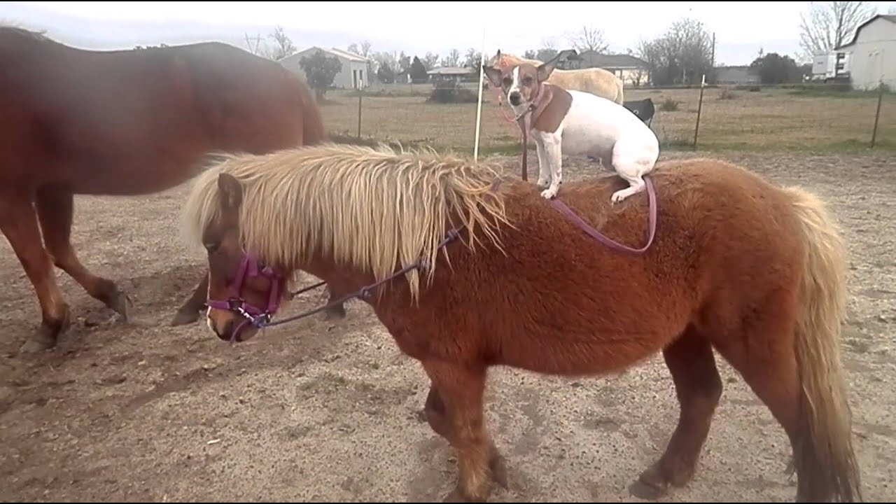 Dog rides her pony by herself (jack russell razzle) - YouTube