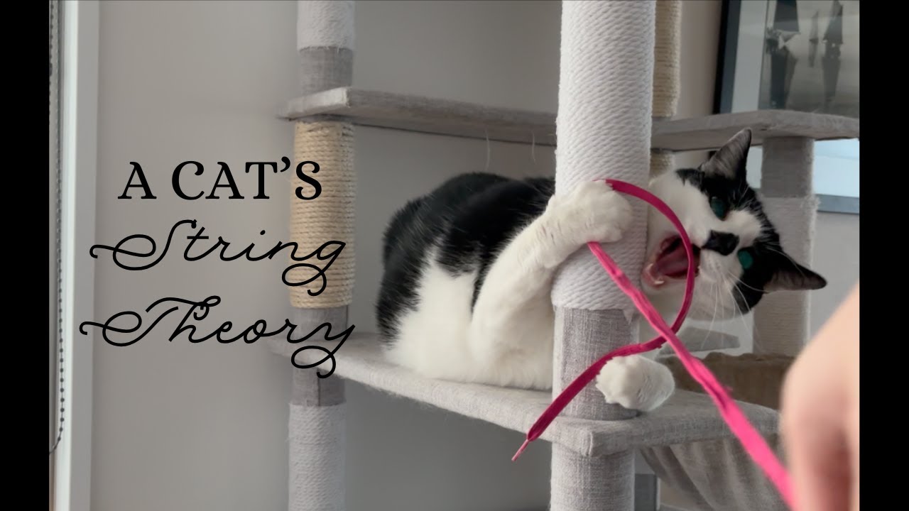 A Cat's String Theory - YouTube