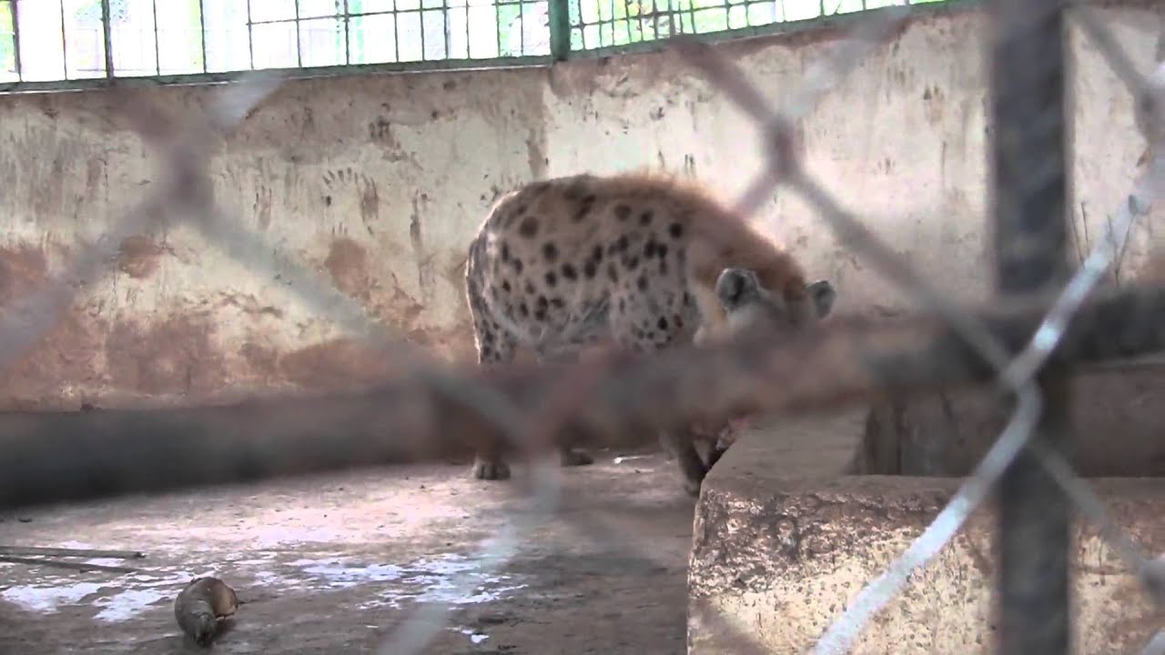 ZOO, MVOGBETI, YAOUNDE CAMEROON - YouTube