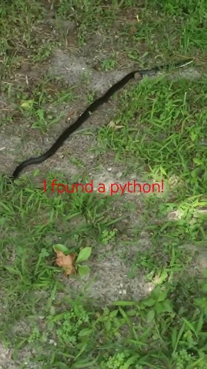 comment if you love pythons - YouTube