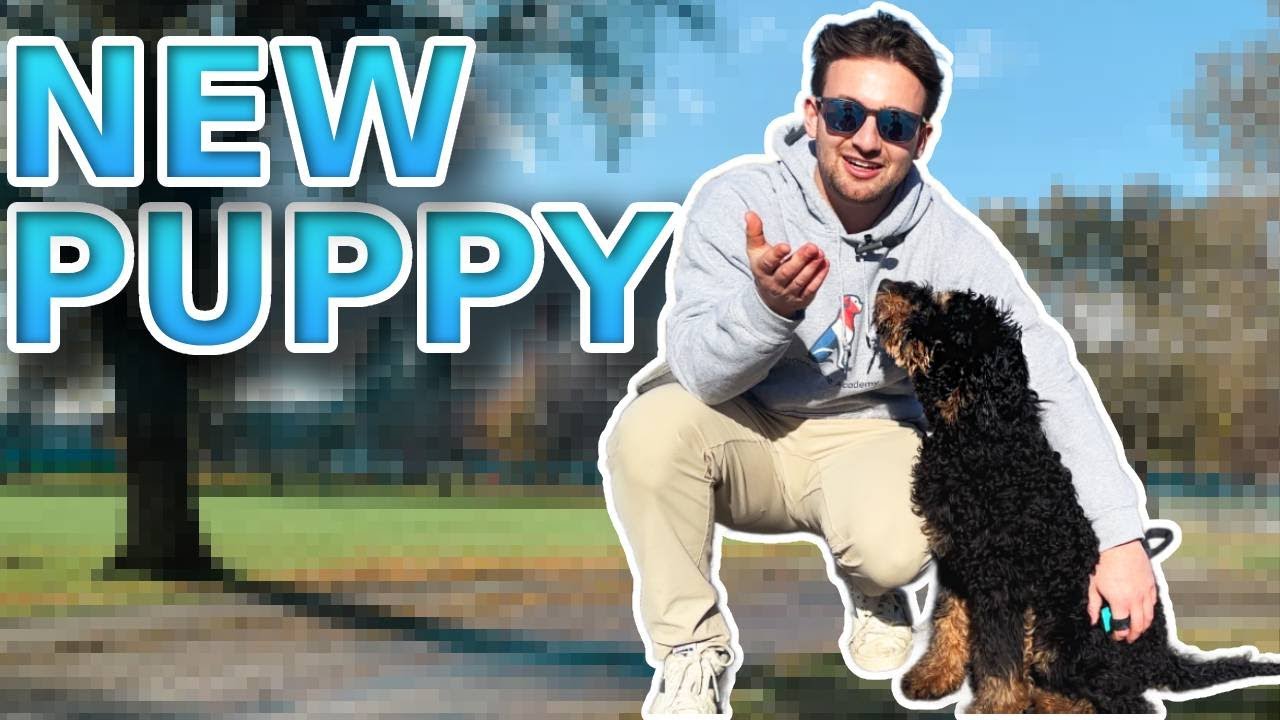 How to Train Puppy | Professional Dog Training - YouTube