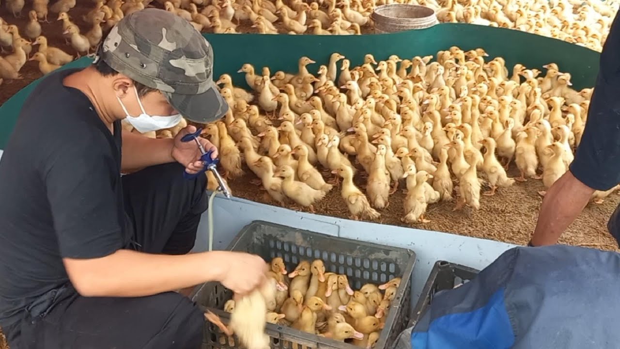 Free grazing 10,000 ducks in the field - 10 day duck vaccination - Farm ...