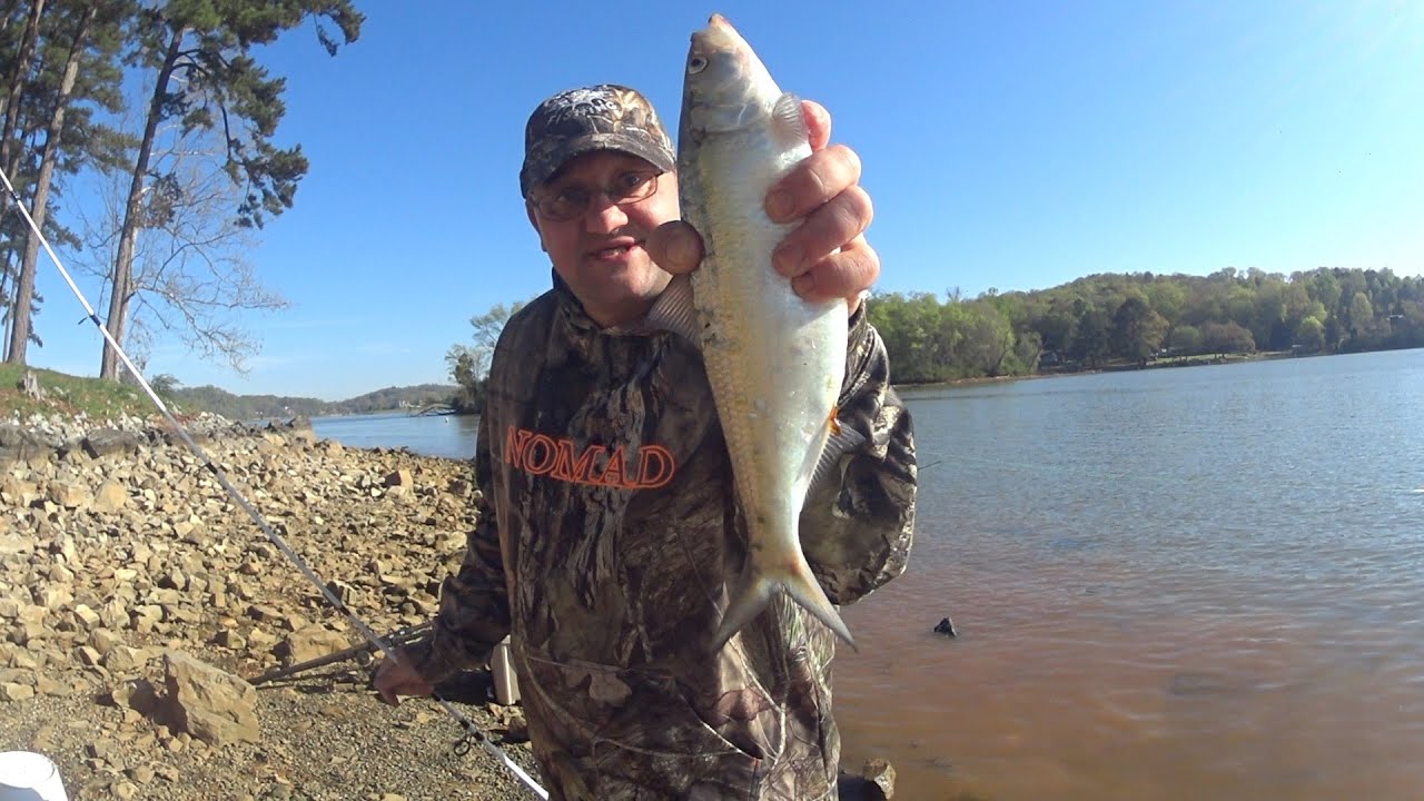 CATCHING SKIPJACK FOR BAIT - YouTube