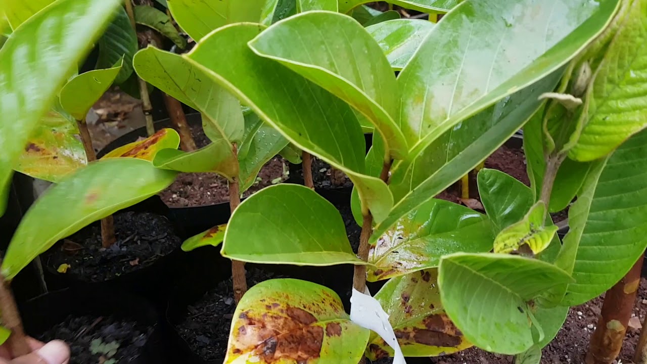 Mudas de Marolo Verdadeiro (Annona crassiflora) - Pomar Galvao - YouTube